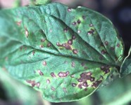Septoria Leaf Spot ONvegetables