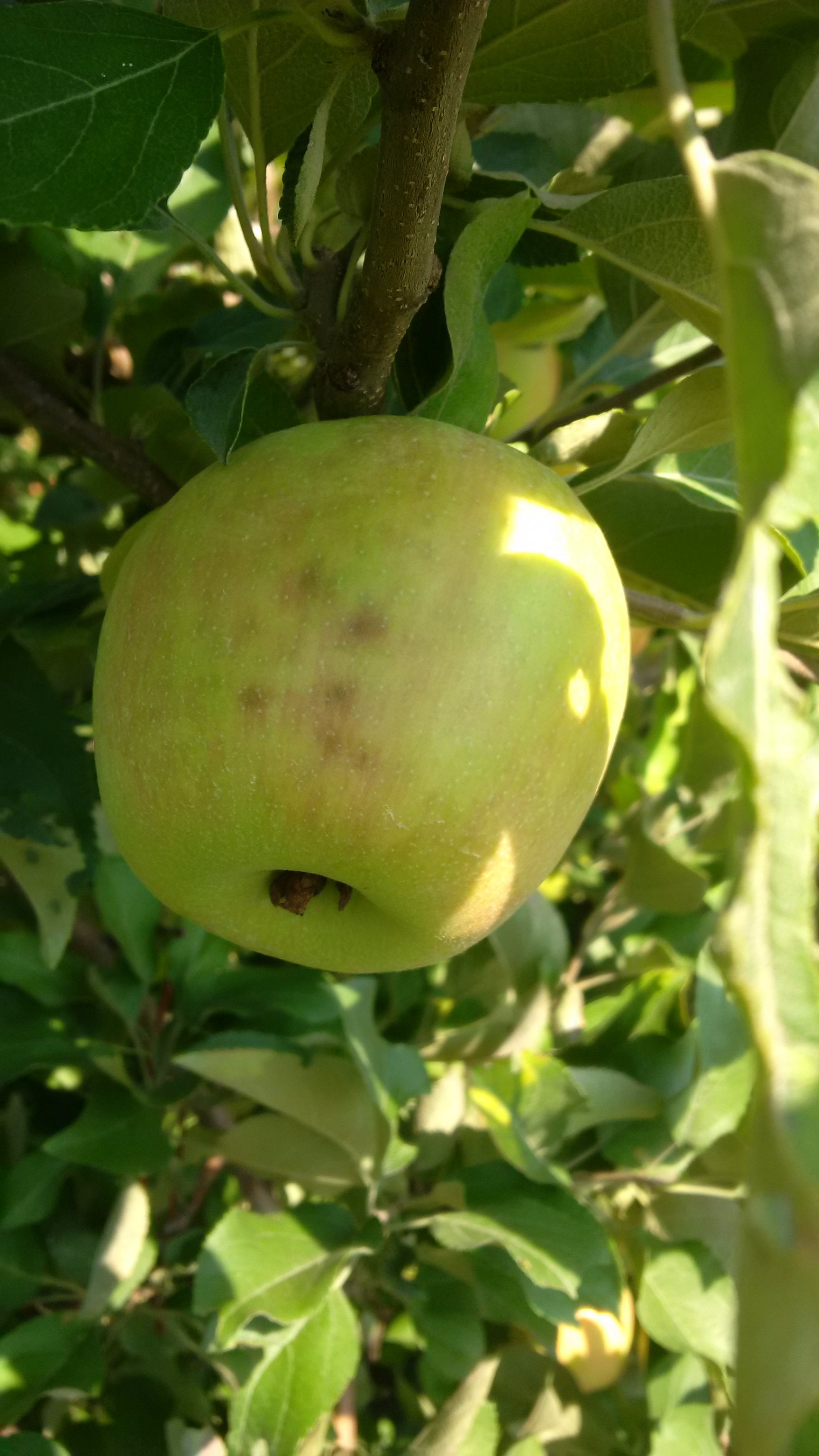 Stink Bug Alert! – ONvegetables