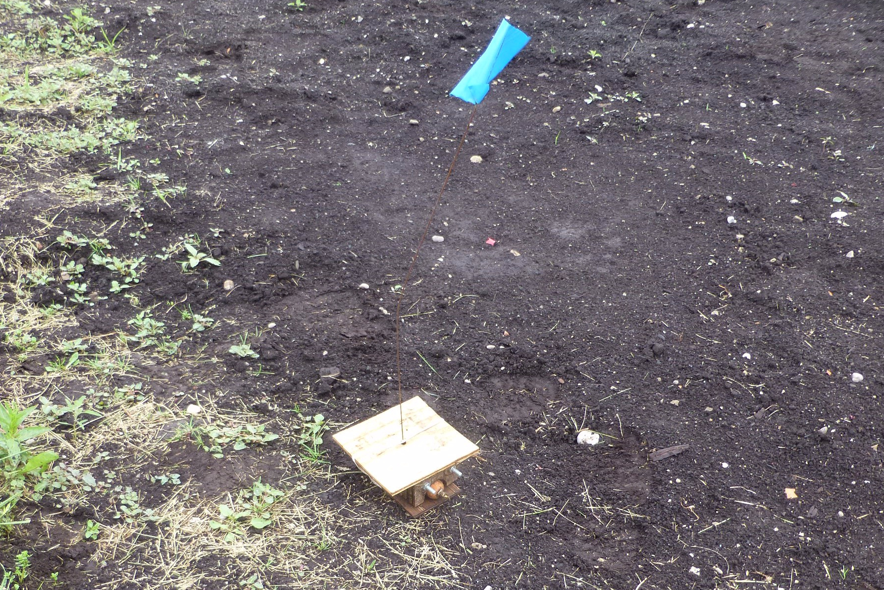 carrot weevil traps (7) – ONvegetables