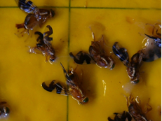 Pepper-Maggot-flies-on-trap-2 – ONvegetables