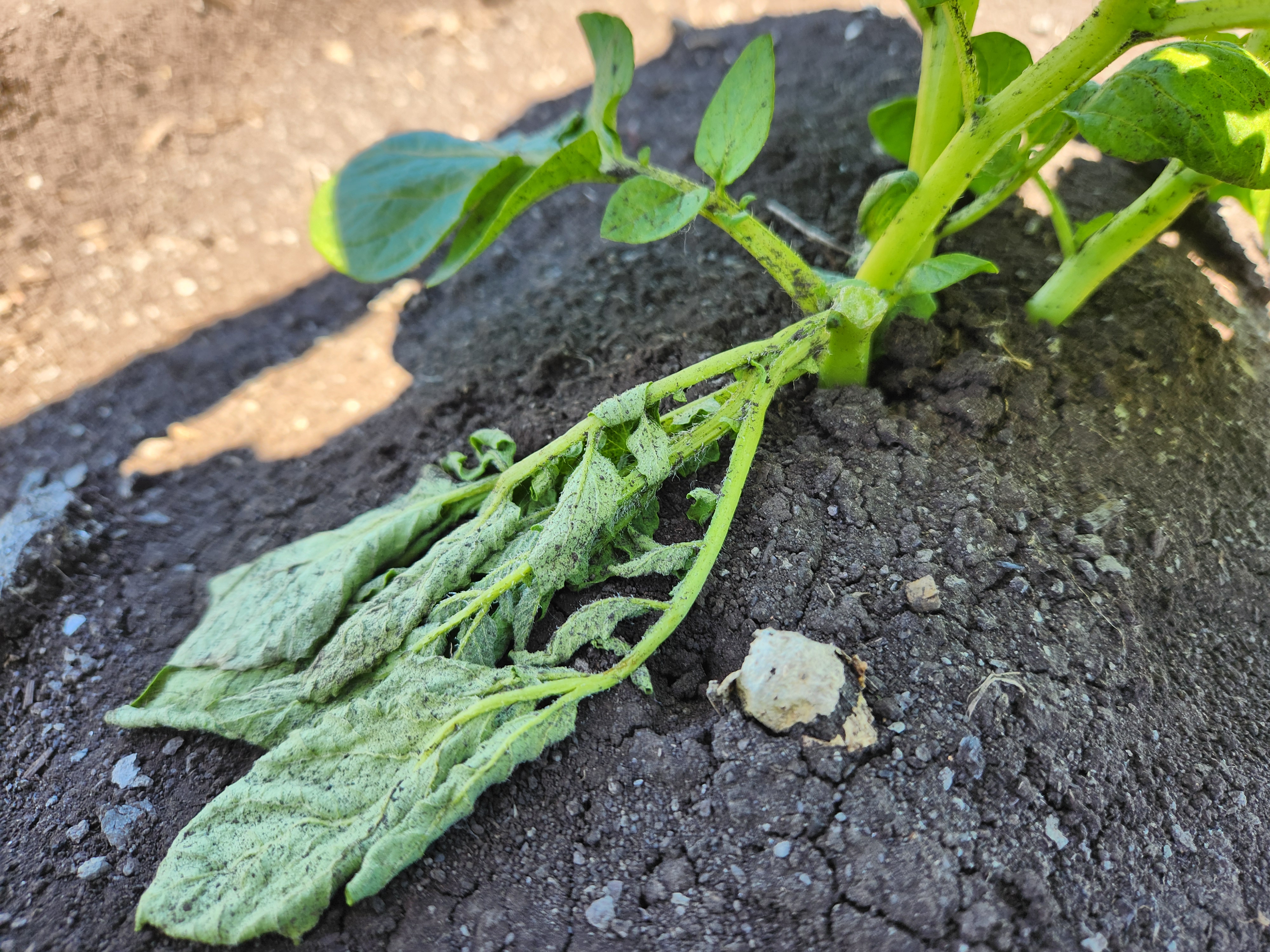 Cutworm-damage-potato-25 – ONvegetables